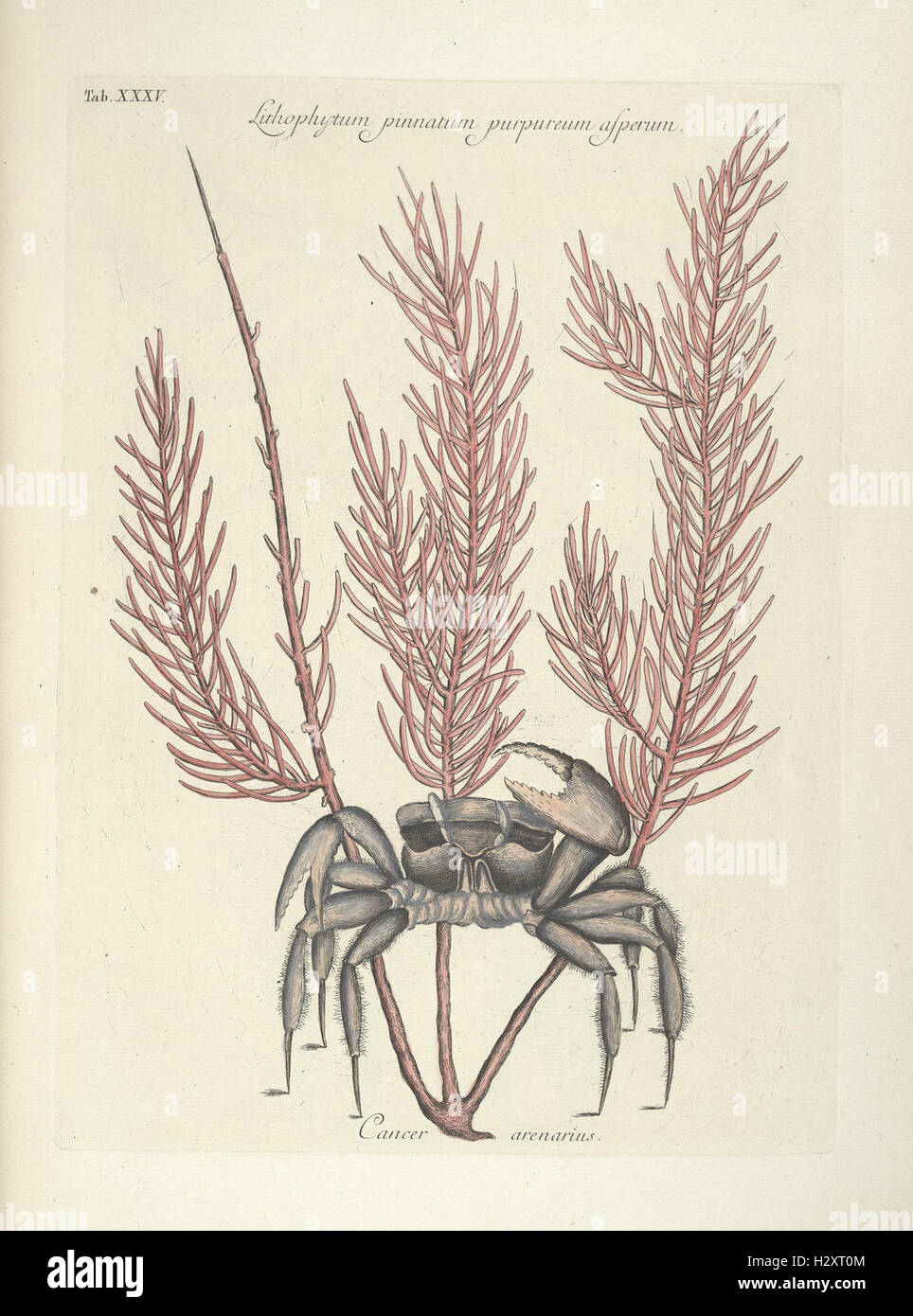 An illustrated work showcasing various animals, including fish, snakes ...