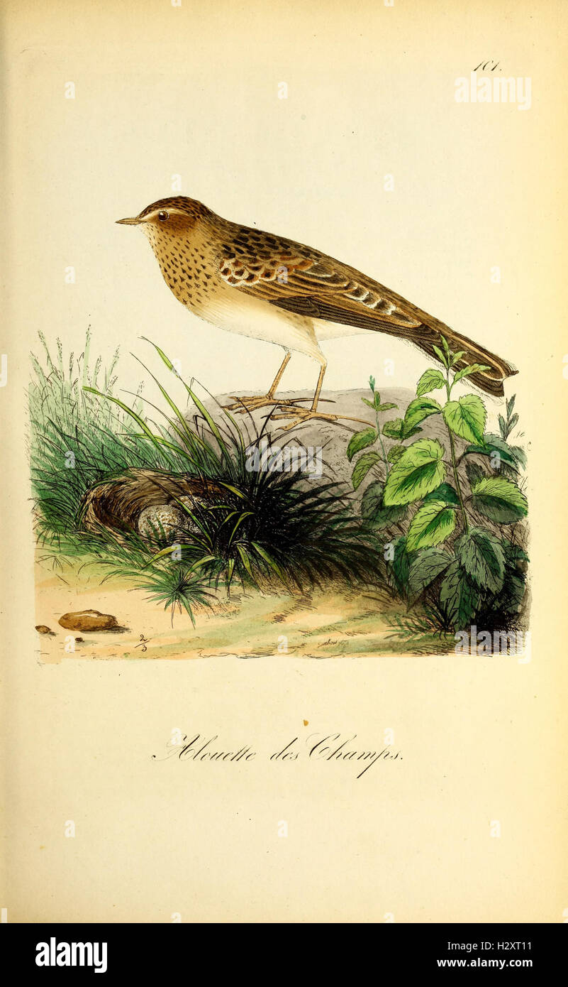 A detailed and illustrated work depicting the birds of Belgium and ...