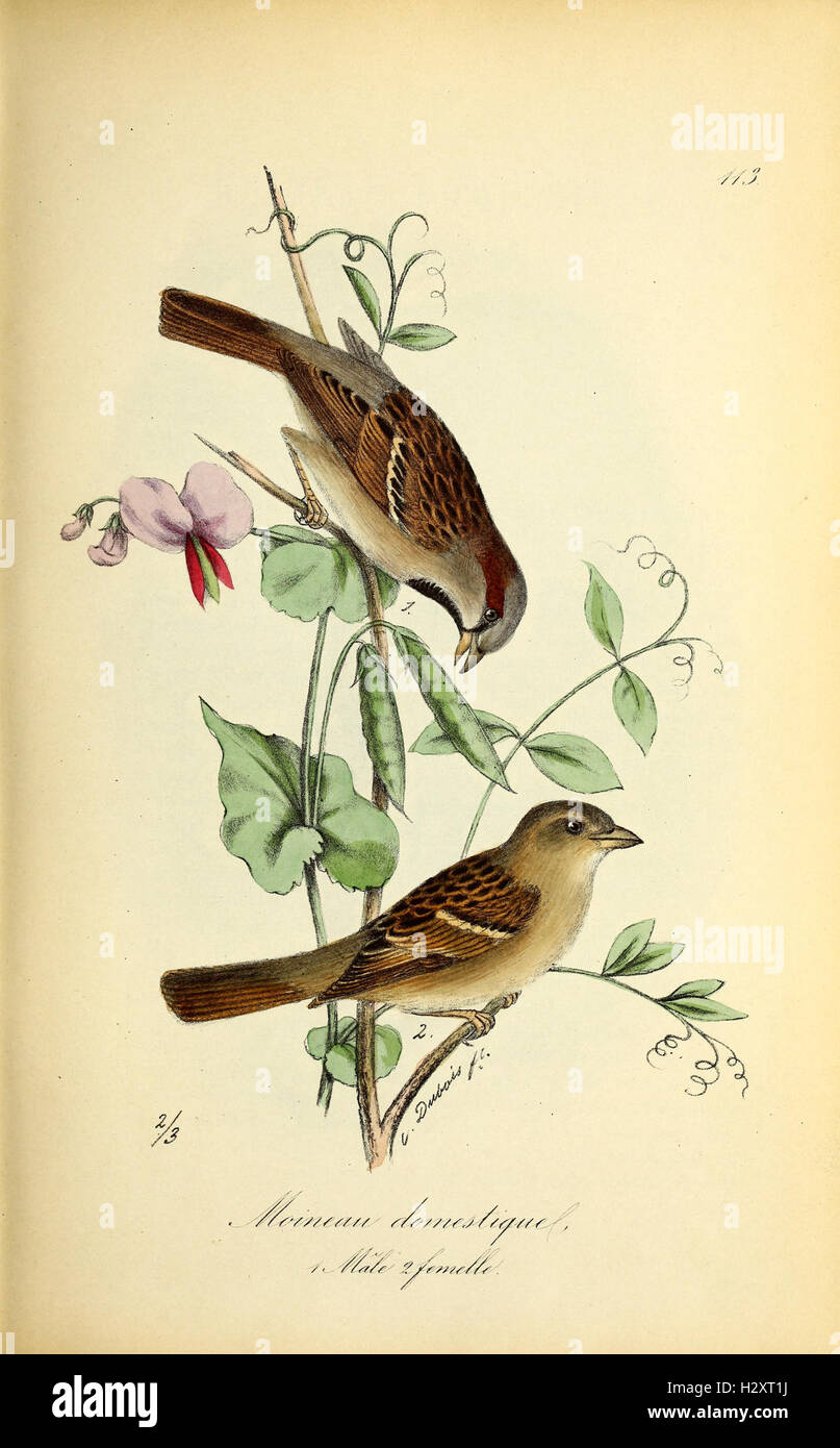 This illustrated work presents detailed color plates of Belgian birds ...