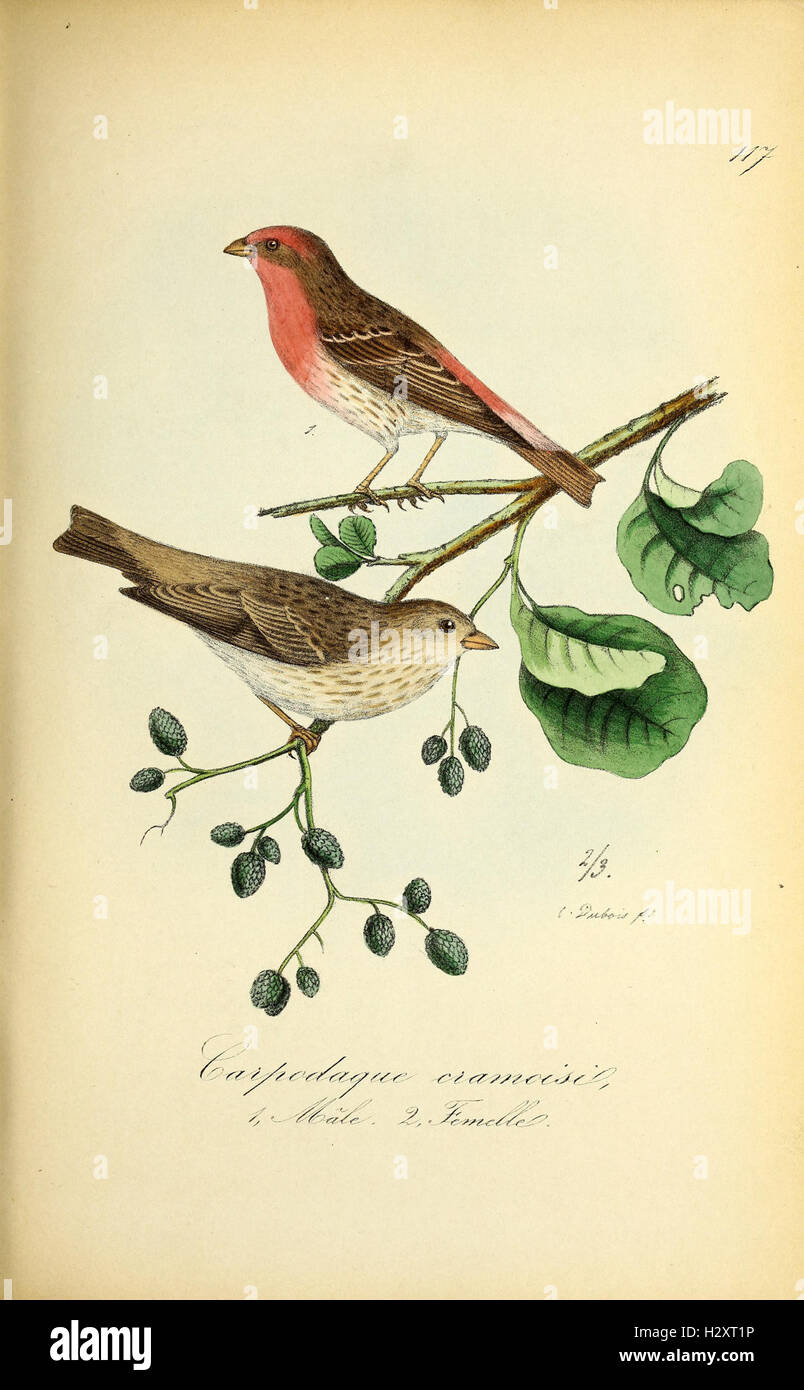 A collection of colored plates depicting Belgian birds and their eggs ...