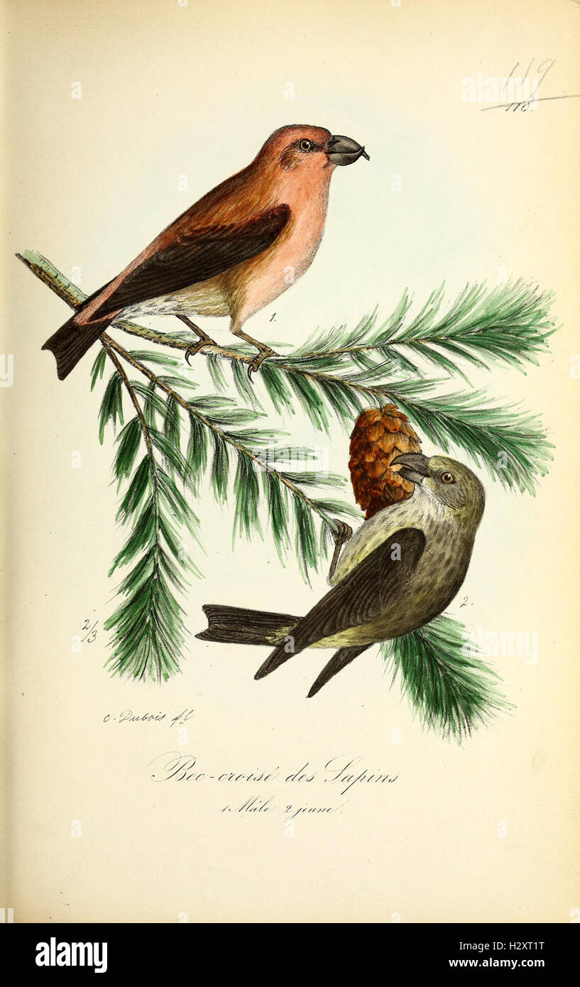 This plate from 'Planches colorées des oiseaux de la Belgique ...