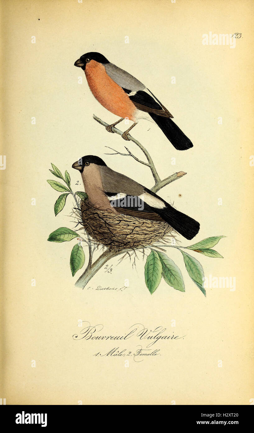 This page from 'Planches coloriées des oiseaux de la Belgique ...