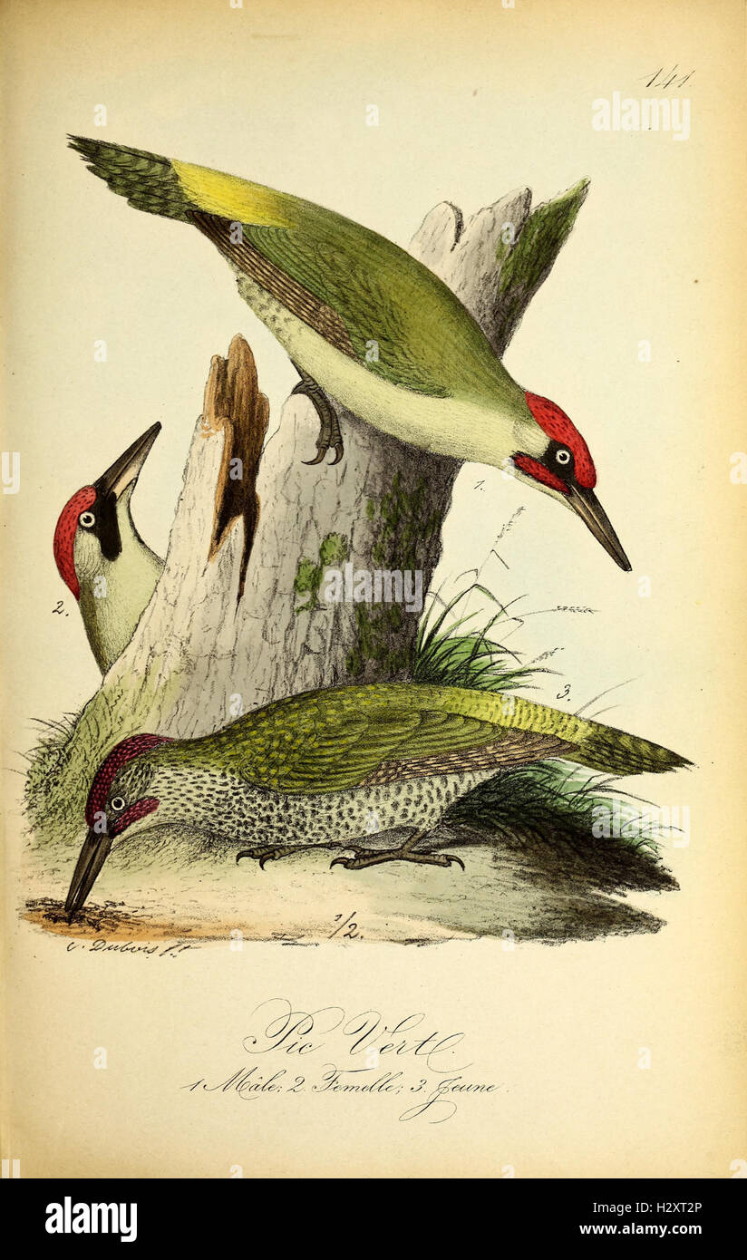 Plate 141 of this work features colored illustrations of Belgian birds ...