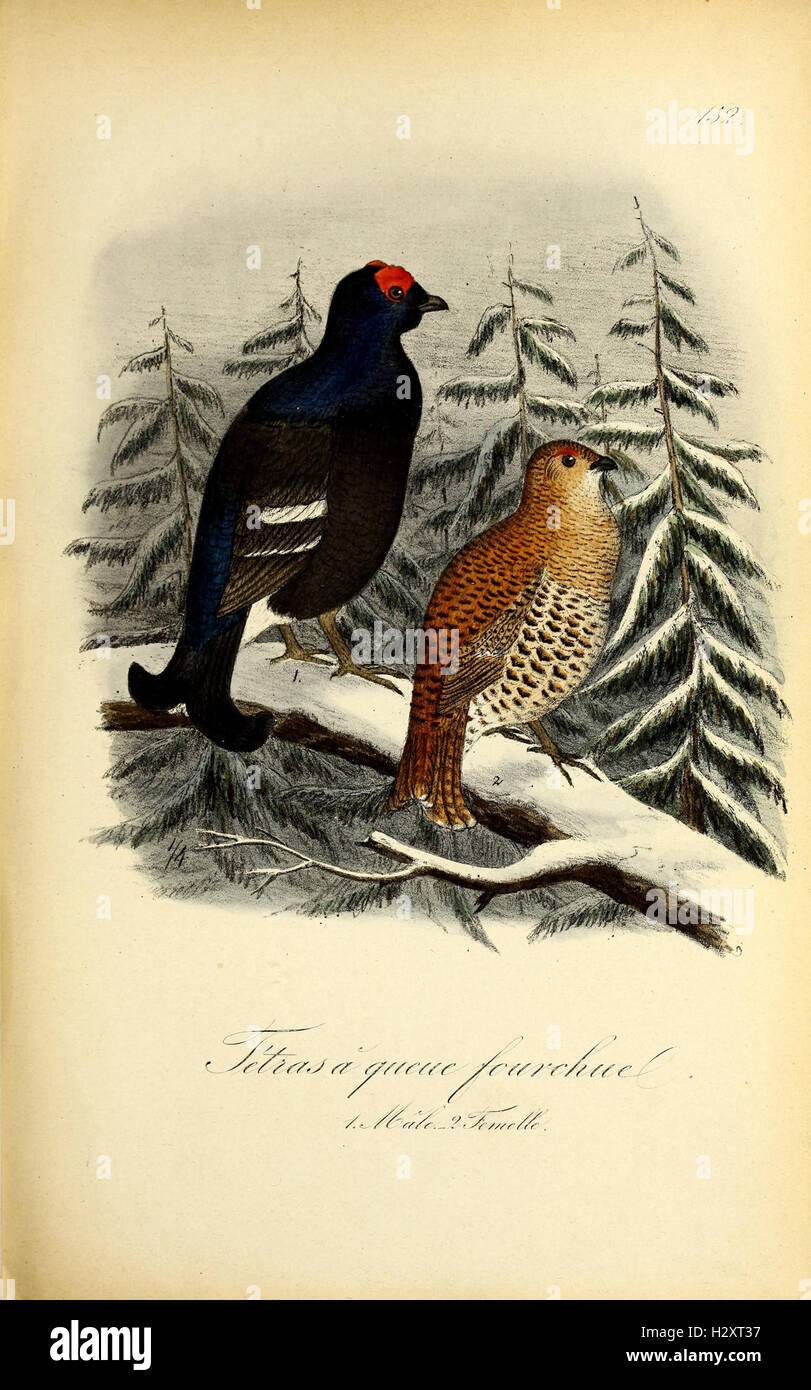 This work includes detailed colored illustrations of bird species from ...