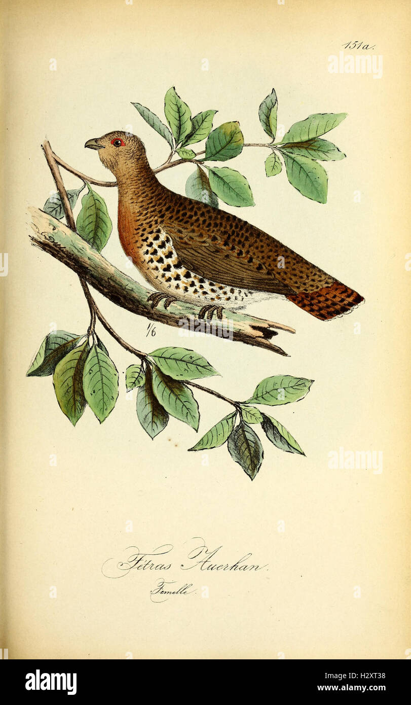 This work provides a detailed illustration and description of Belgian ...