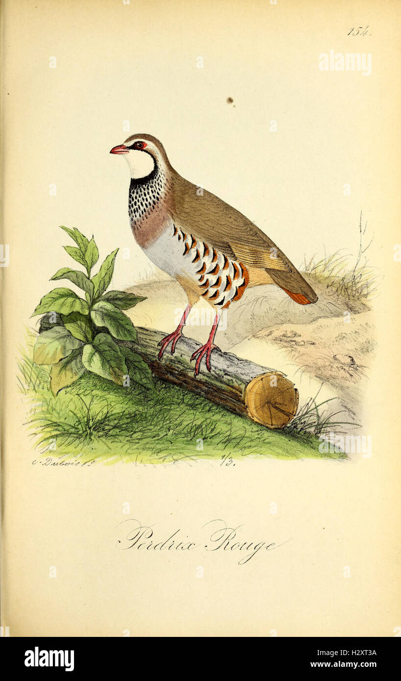 This work illustrates the birds of Belgium and their eggs, specifically ...