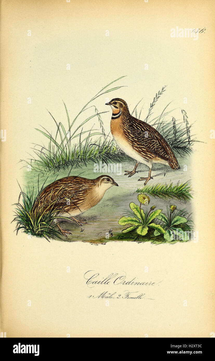 A detailed illustration of Belgian birds and their eggs, featuring ...
