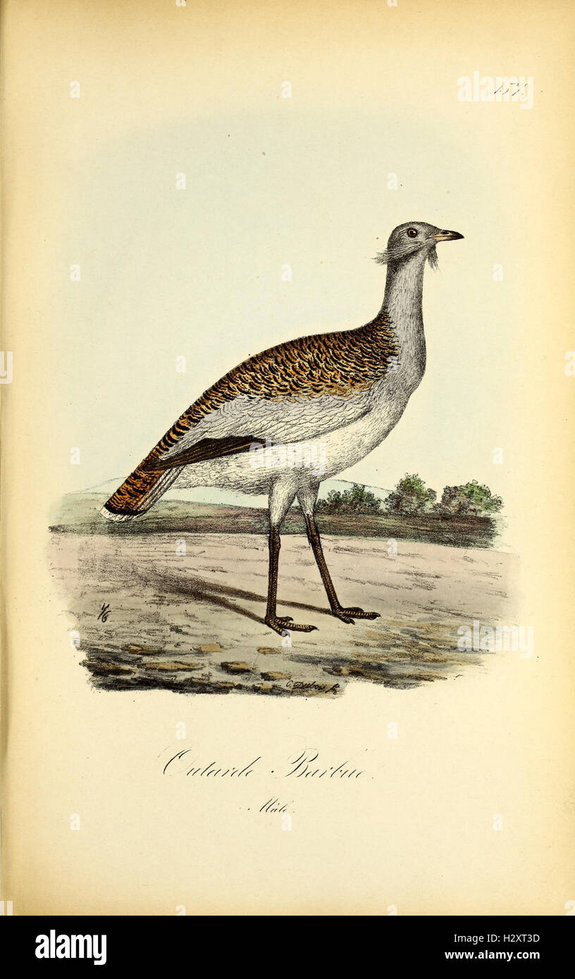 This work features colored illustrations of birds from Belgium and ...