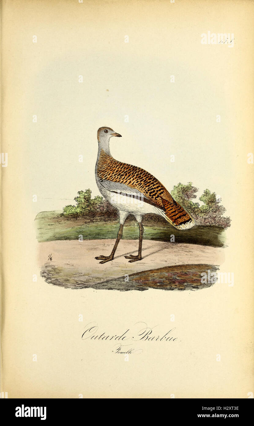 This plate from 'Planches coloriees des oiseaux de la Belgique ...