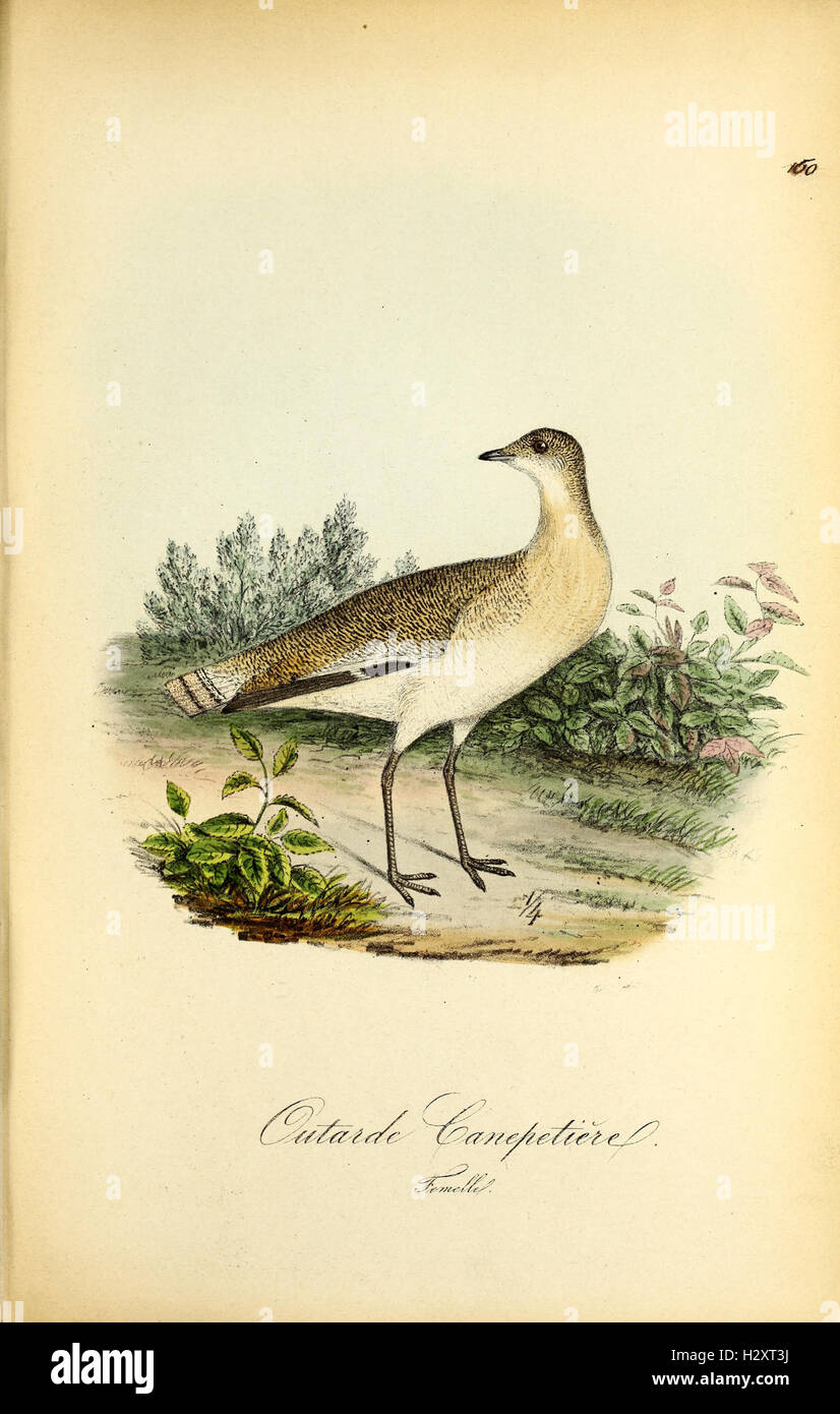 An illustrated work on the birds of Belgium and their eggs, with color ...