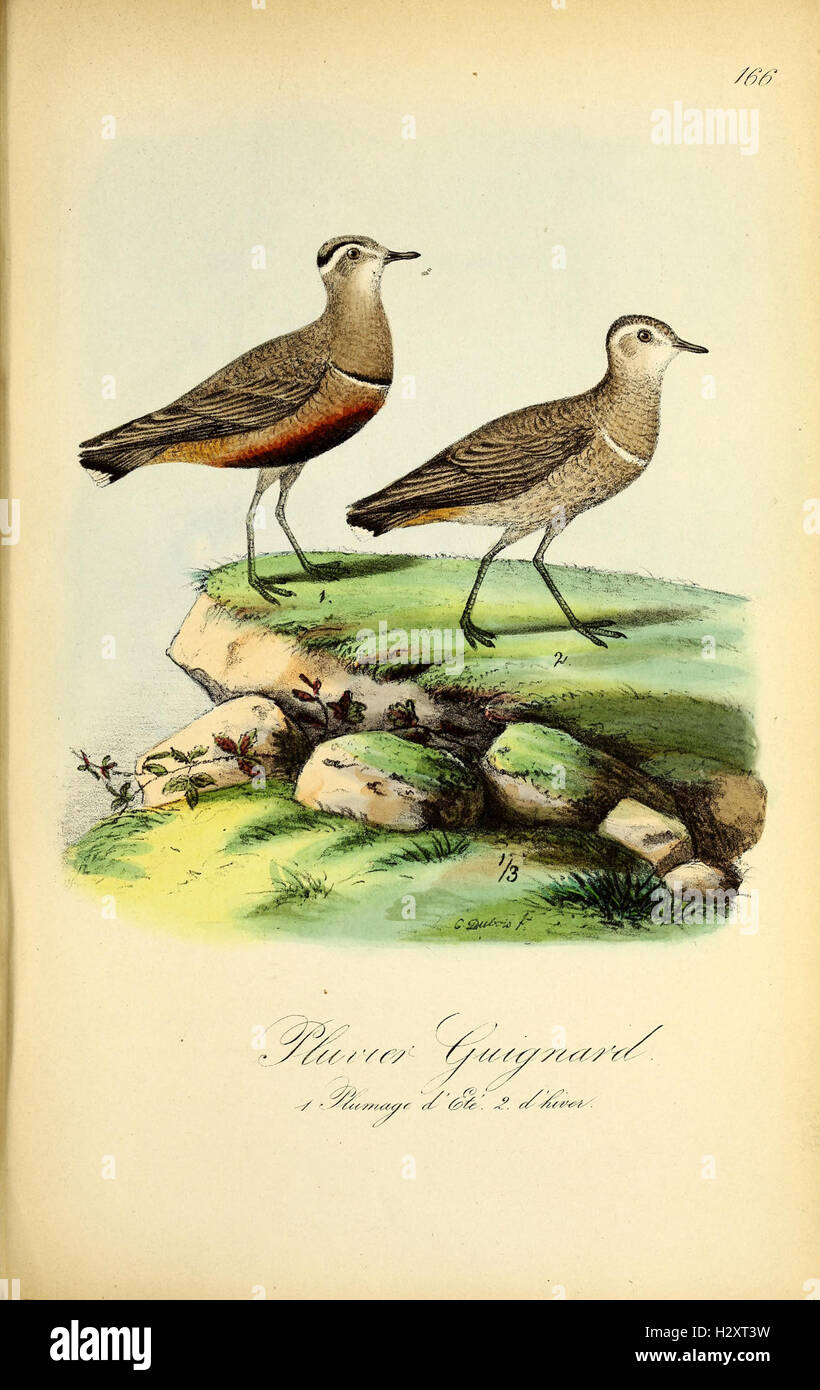 A set of colored plates depicting birds of Belgium and their eggs ...