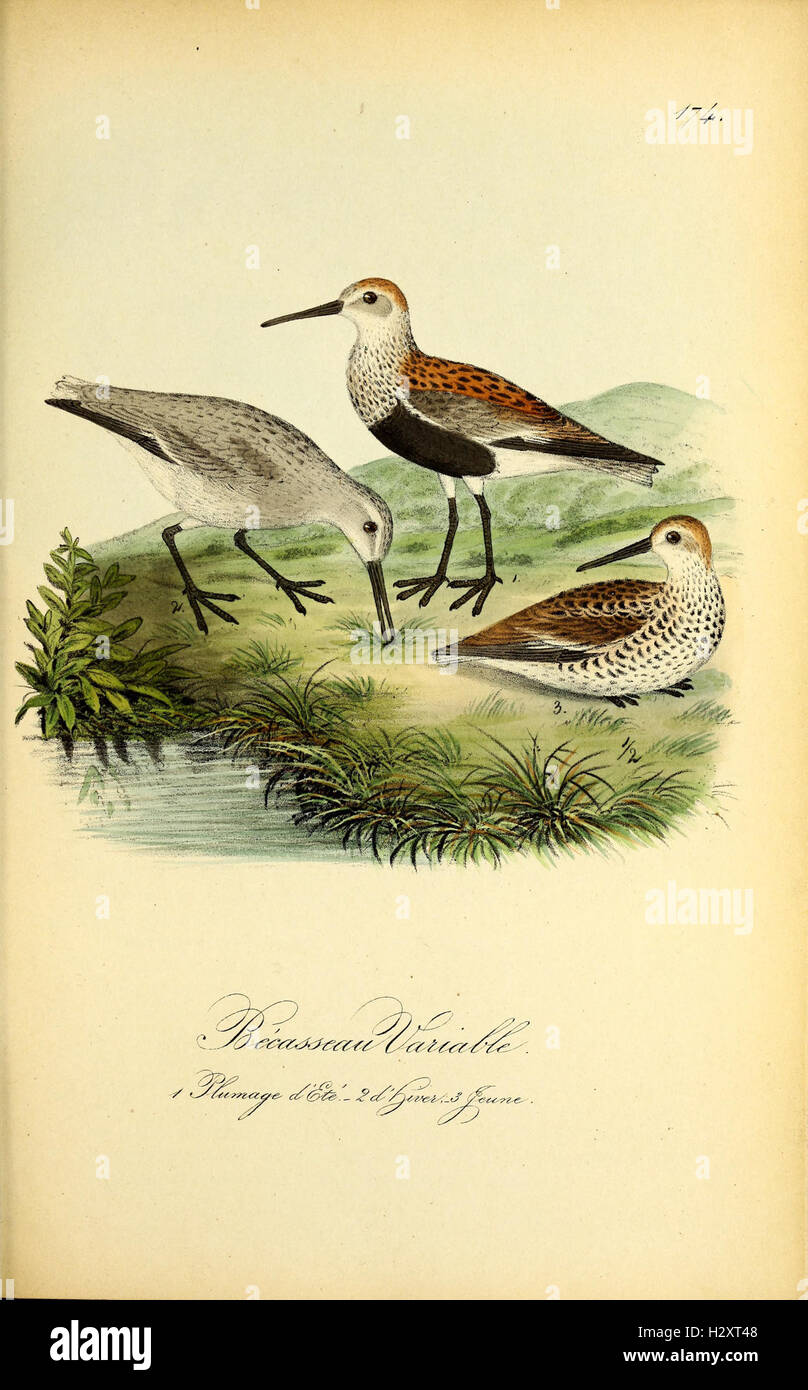 This illustrated work showcases the birds of Belgium and their eggs ...