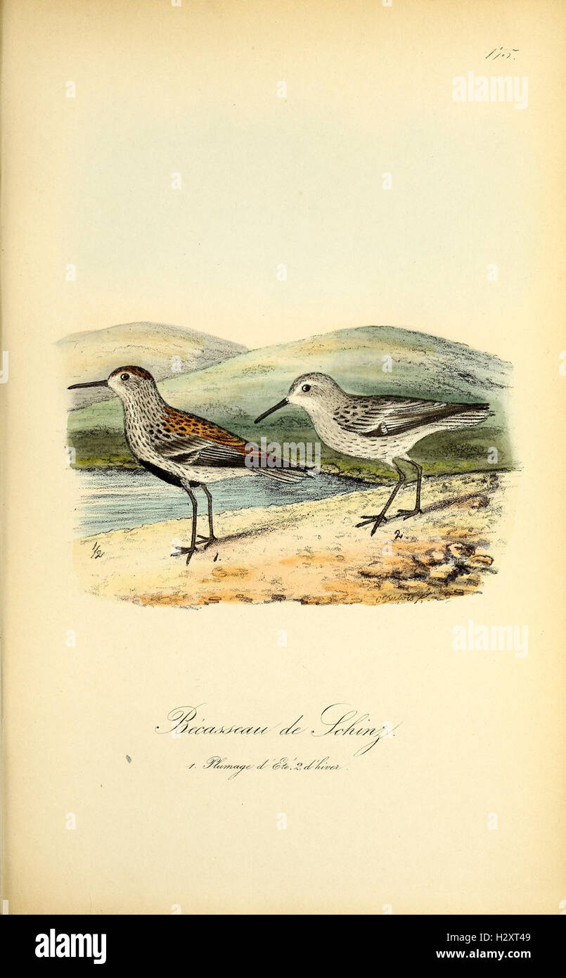 This work by Belgian naturalist J.L. Audinet-Serville includes color ...