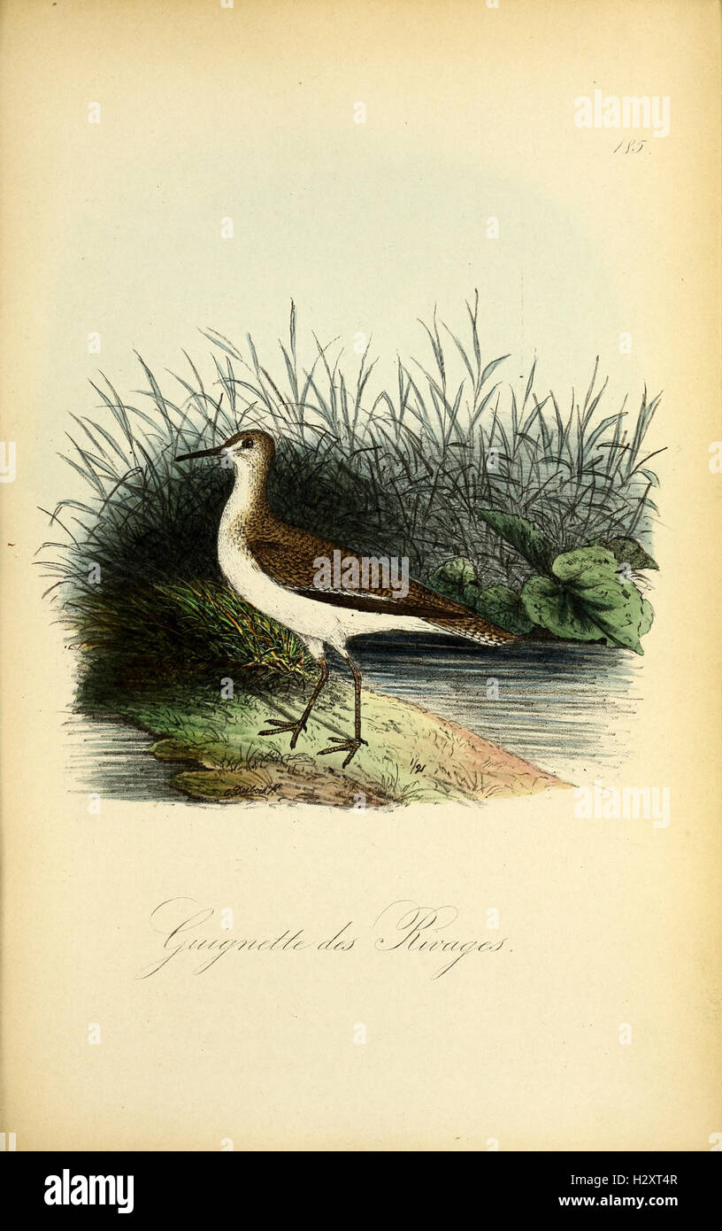 An illustrated work detailing the birds of Belgium and their eggs ...