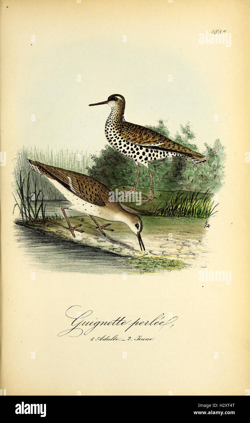 An illustrated work depicting the birds of Belgium and their eggs ...