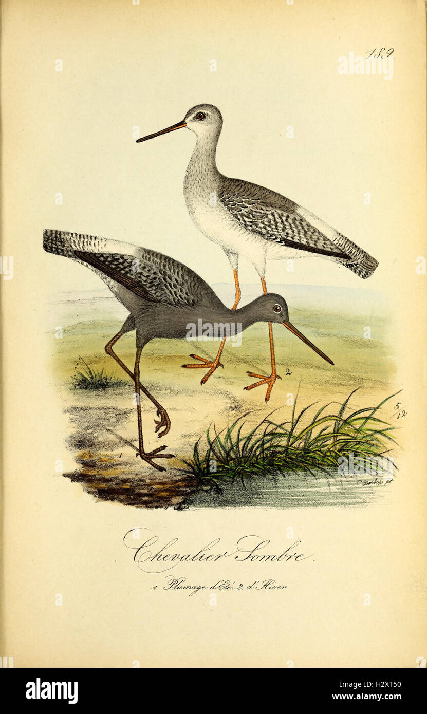 An illustrated work detailing the birds of Belgium and their eggs ...