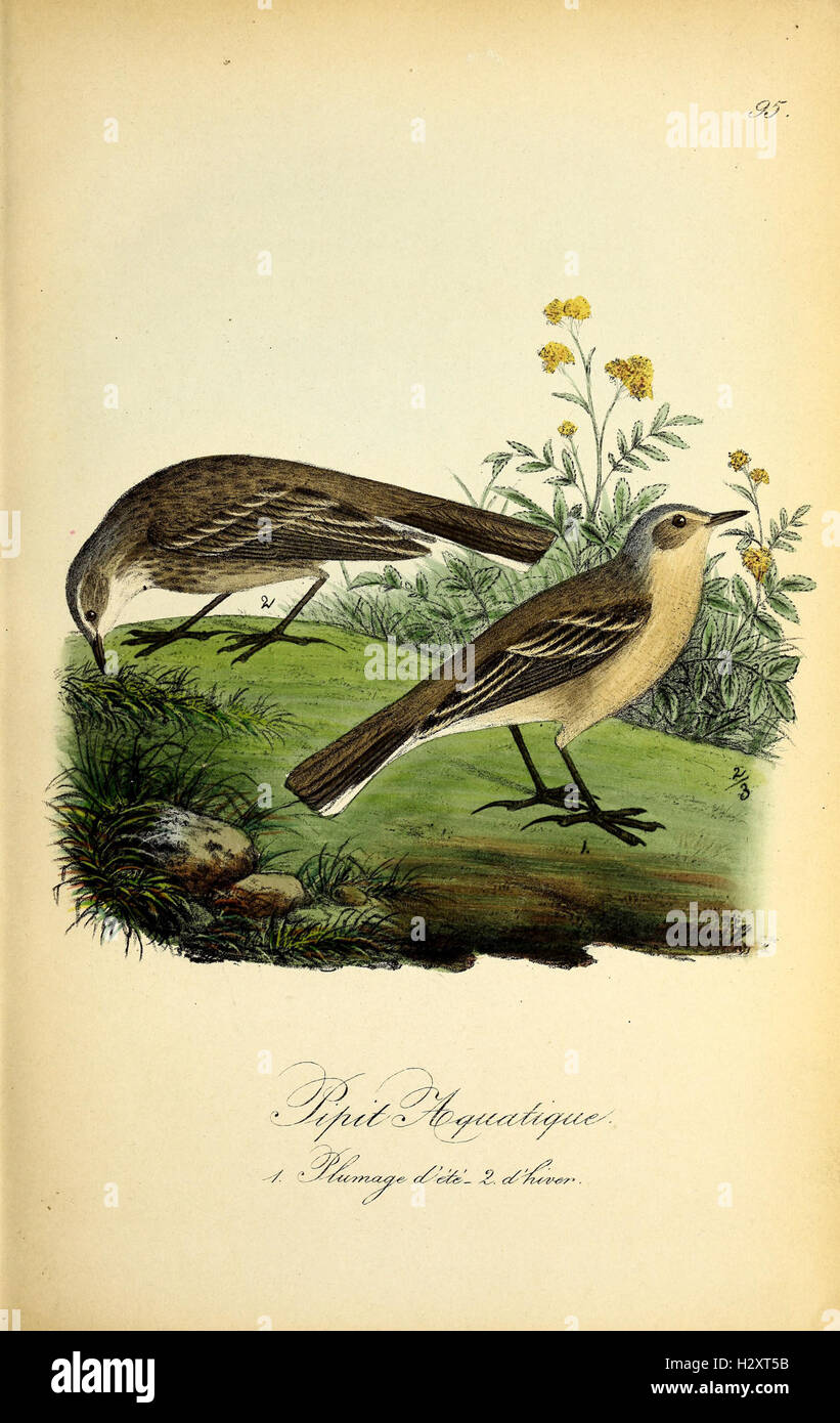 This colored plate from 'Planches colorées des oiseaux de la Belgique ...