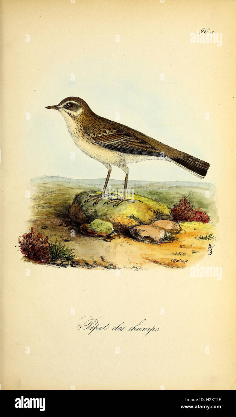 This work features detailed, colored plates of Belgian birds and their ...