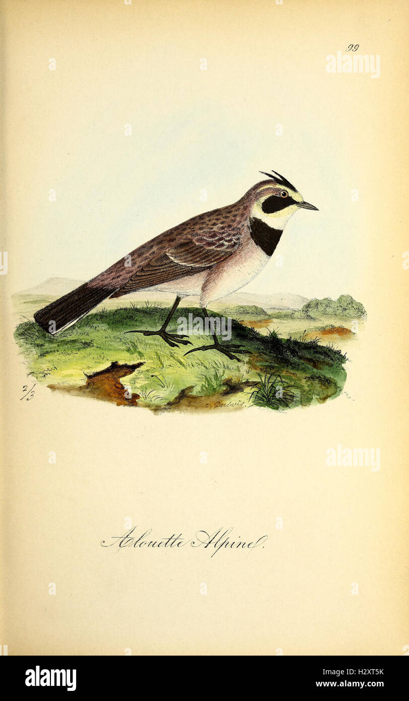 Planches coloriees des oiseaux de la Belgique et de leurs oeufs (Pl. 99 ...