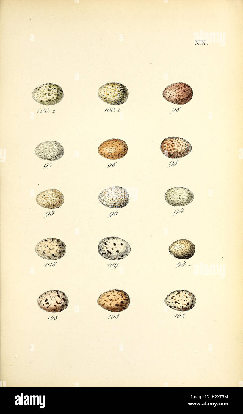 An illustrated guide to Belgian bird species and their eggs, offering a ...