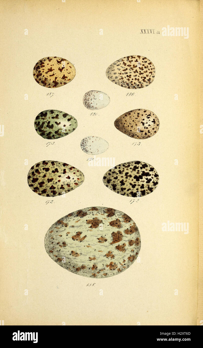 This plate from *Planches colorées des oiseaux de la Belgique ...