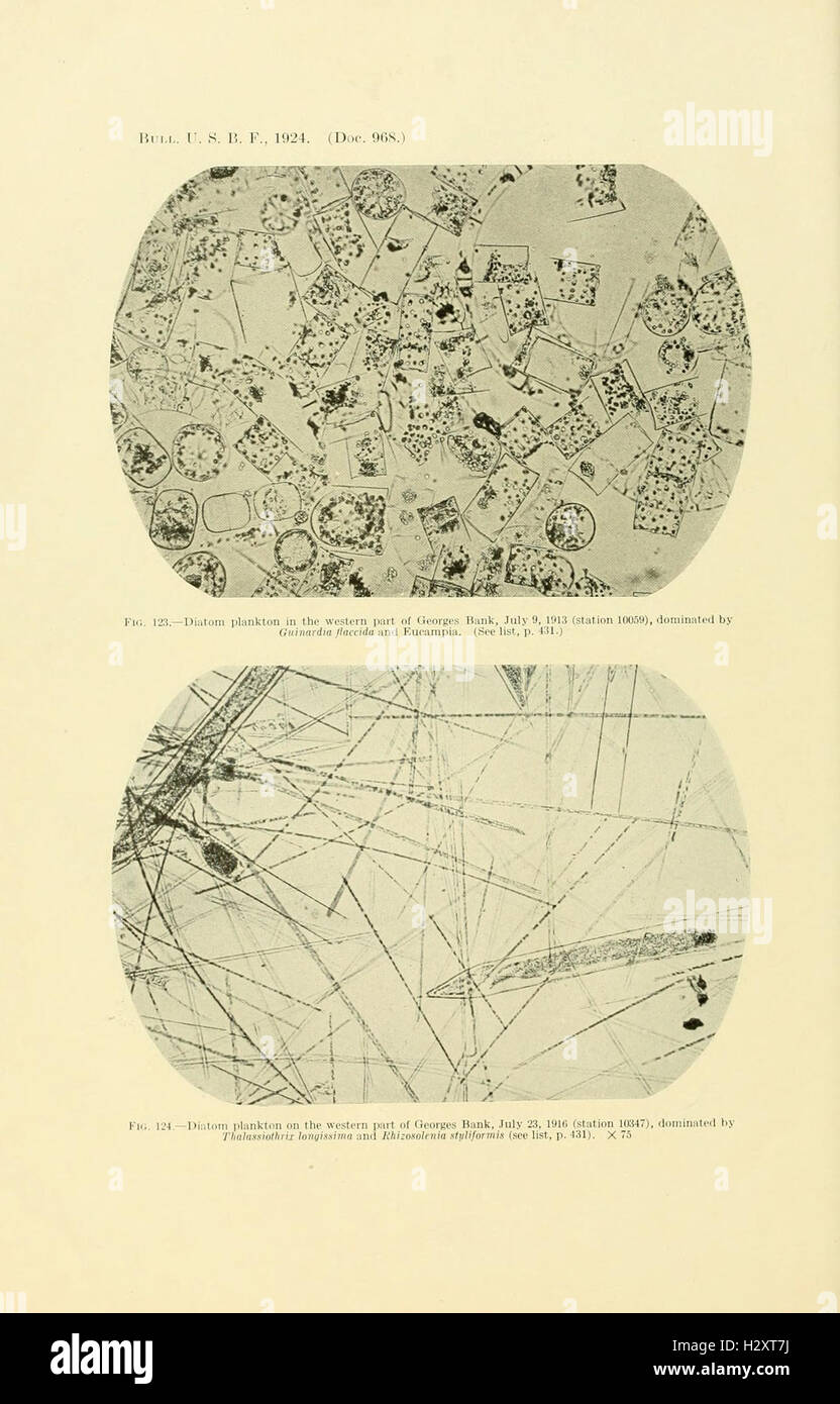 This study of plankton from the offshore waters of the Gulf of Maine ...