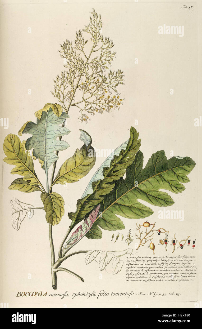 Plate IV from 'Plantae Selectae' presents carefully selected plants ...