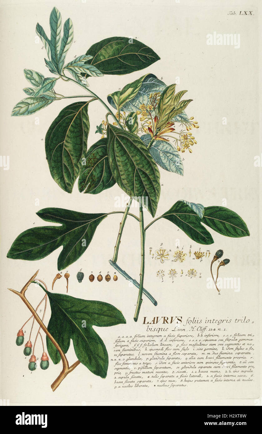 This plate from 'Plantae selectae' features detailed botanical ...