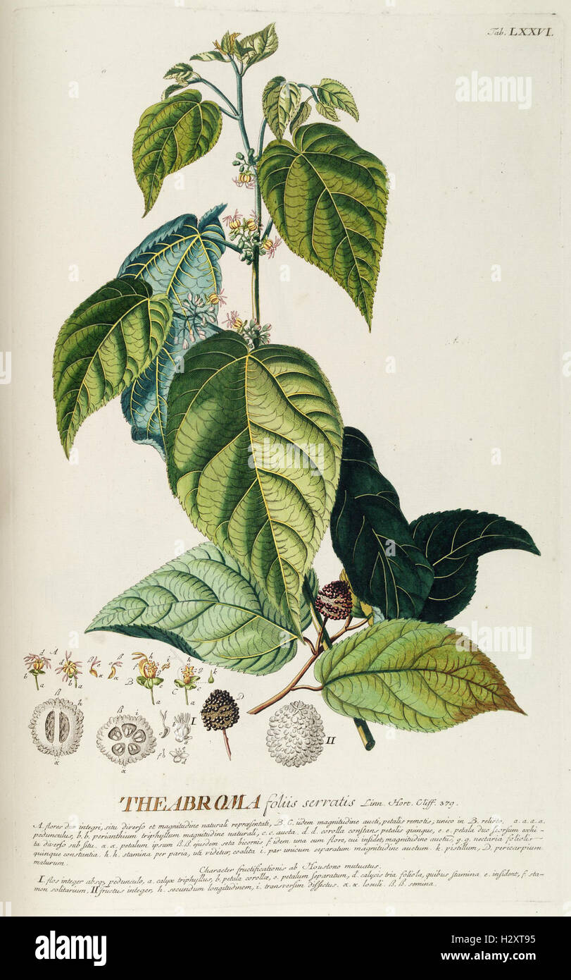 *Plantae Selectae* features select plants cultivated in London's ...