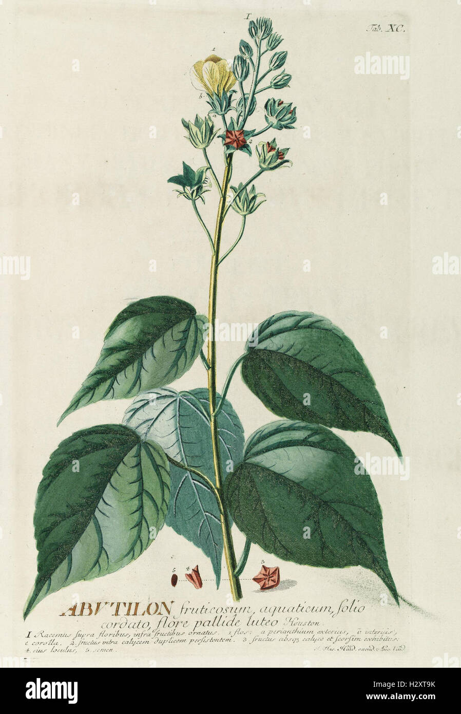 Plantae selectae quarum imagines ad exemplaria naturalia Londini, in ...