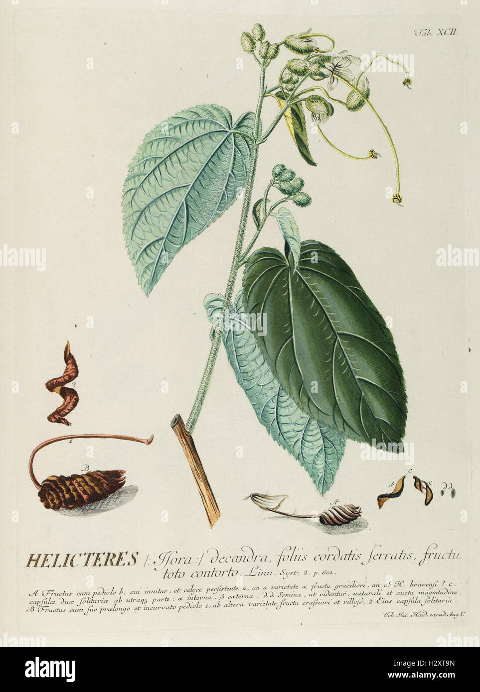 A botanical work presenting selected plants from the gardens of curious ...