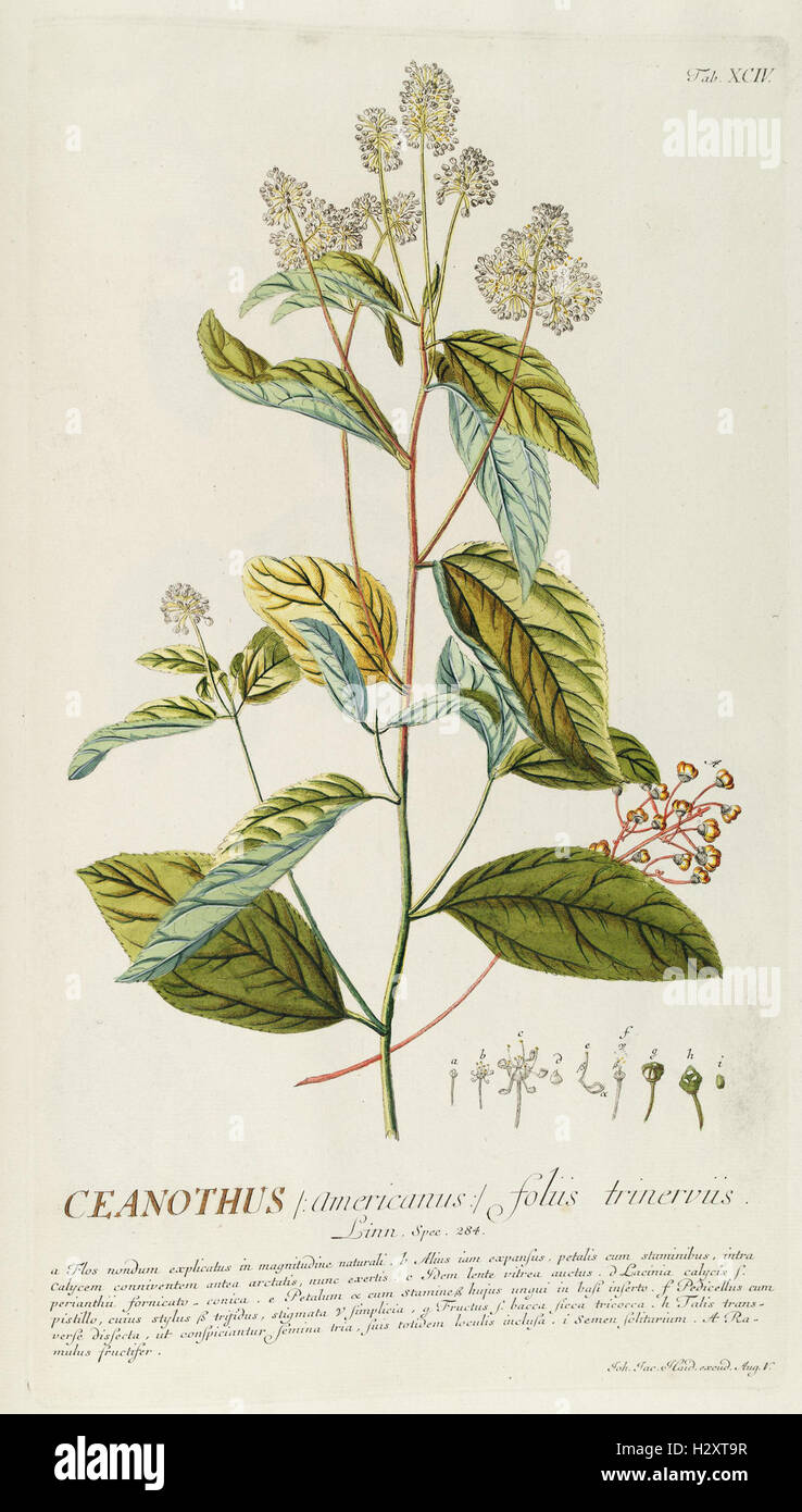 'Plantae selectae quarum imagines ad exemplaria naturalia Londini ...