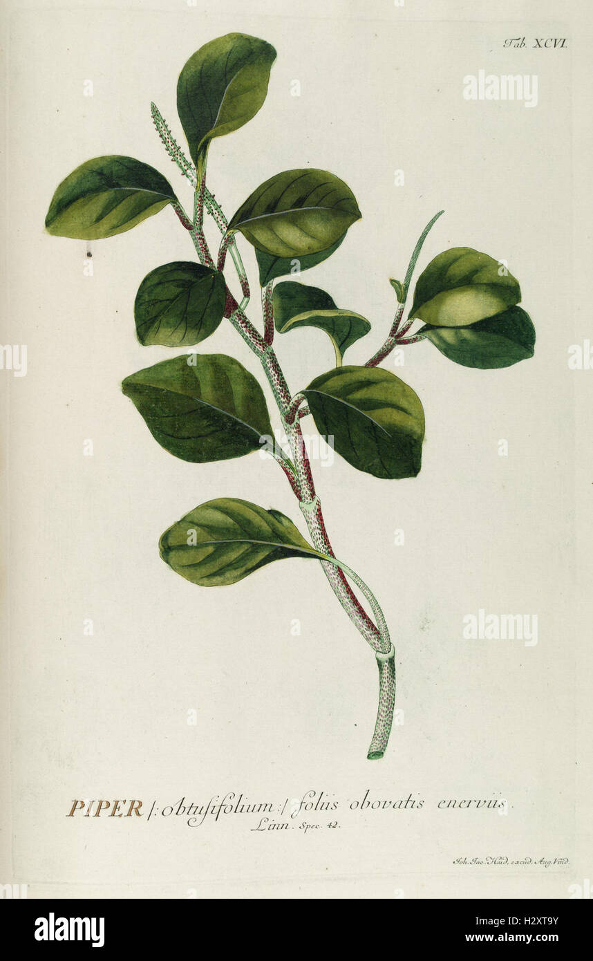 Plantae selectae includes illustrated depictions of plants cultivated ...