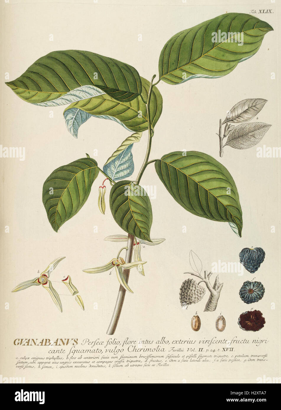 'Plantae Selectae' features illustrations of selected plants cultivated ...