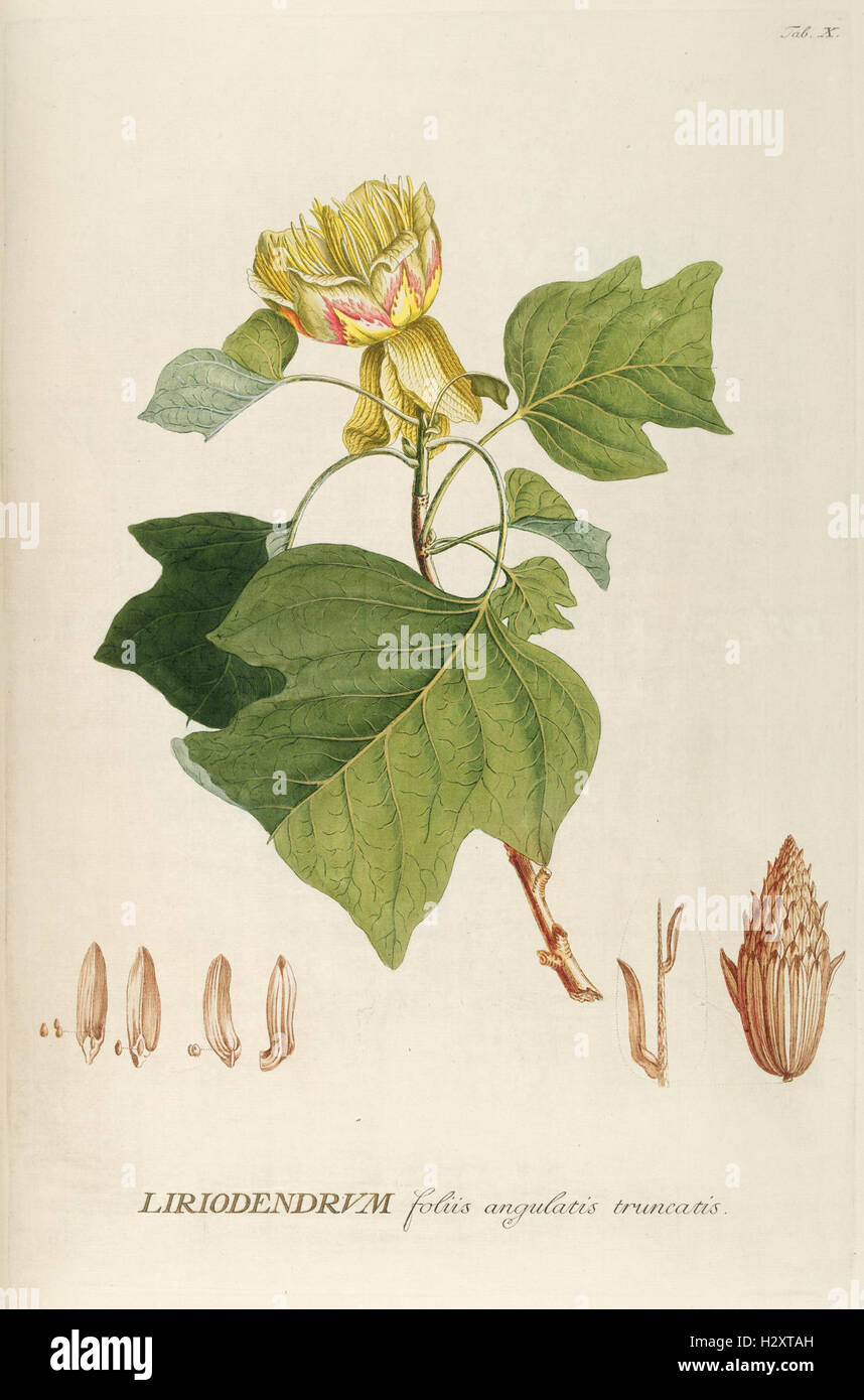 Plantae selectae quarum imagines ad exemplaria naturalia Londini, in ...