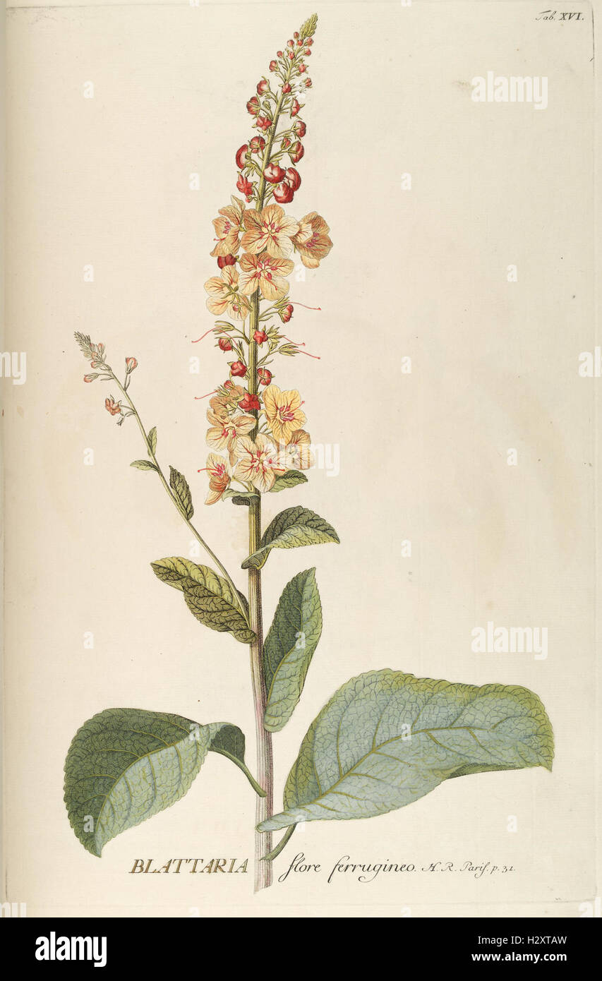 An illustration from 'Plantae Selectae,' depicting selected plant ...