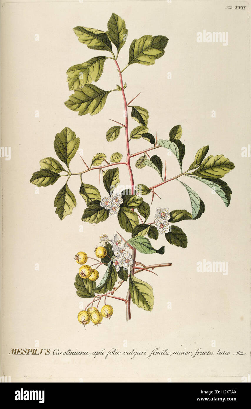 This botanical work features selected plant species cultivated in the ...