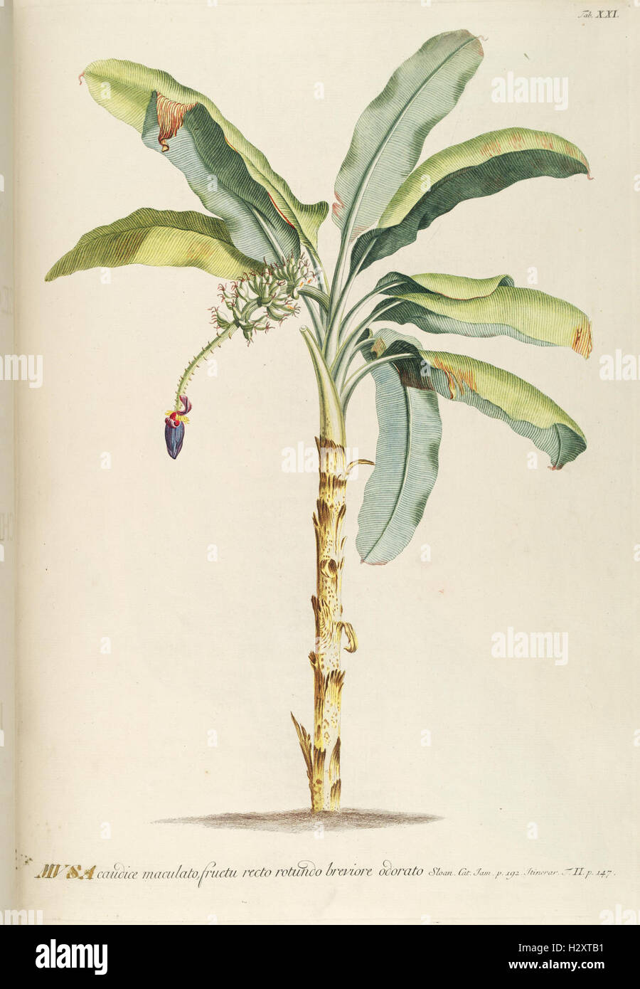 This plate from 'Plantae Selectae' illustrates selected plant species ...