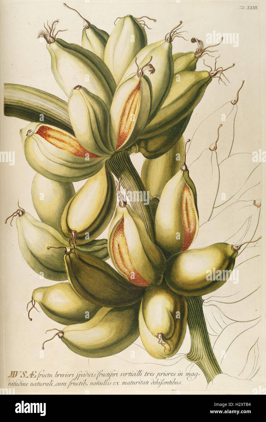 This plate from *Plantae Selectae* showcases carefully selected plant ...