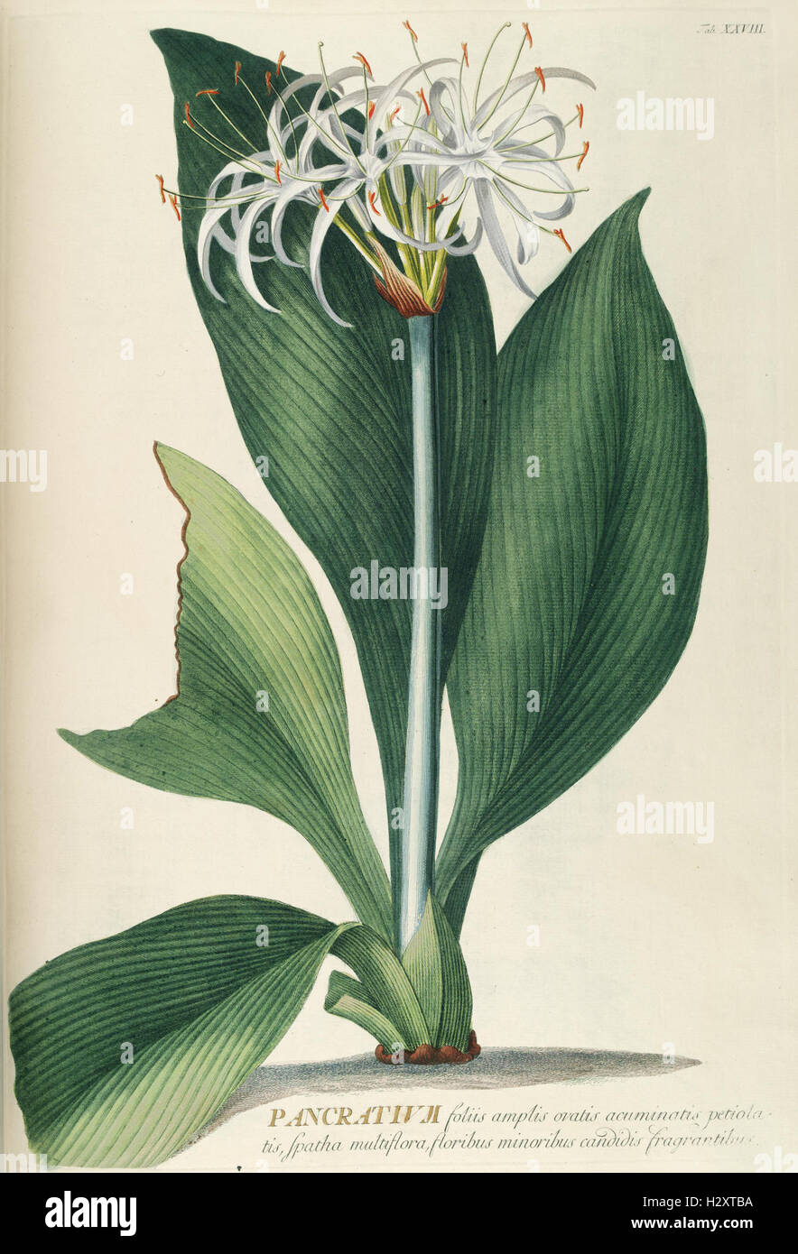 Tab. XXVIII of 'Plantae selectae' features select plants cultivated in ...