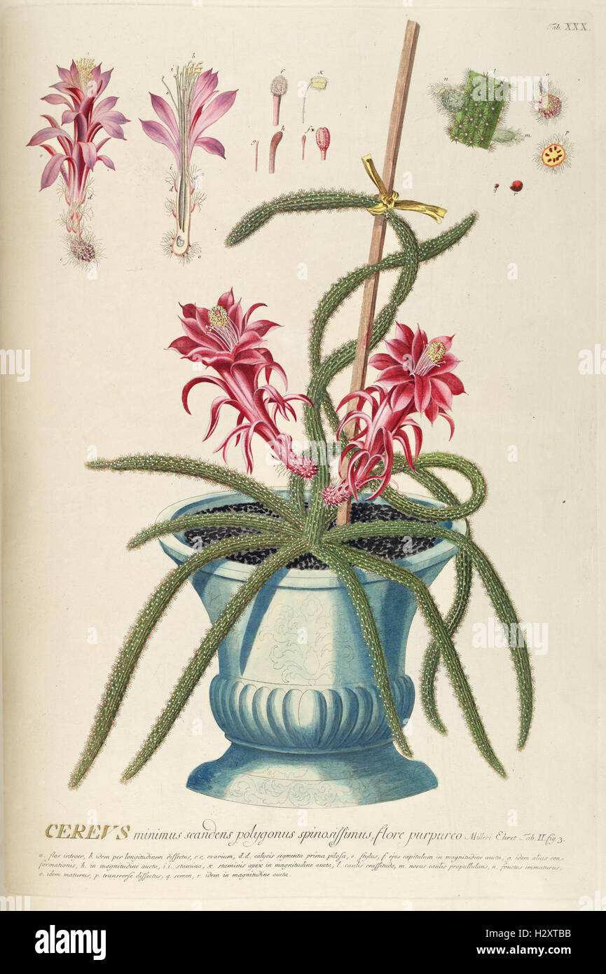 This plate features selected plants, nurtured in the gardens of London ...