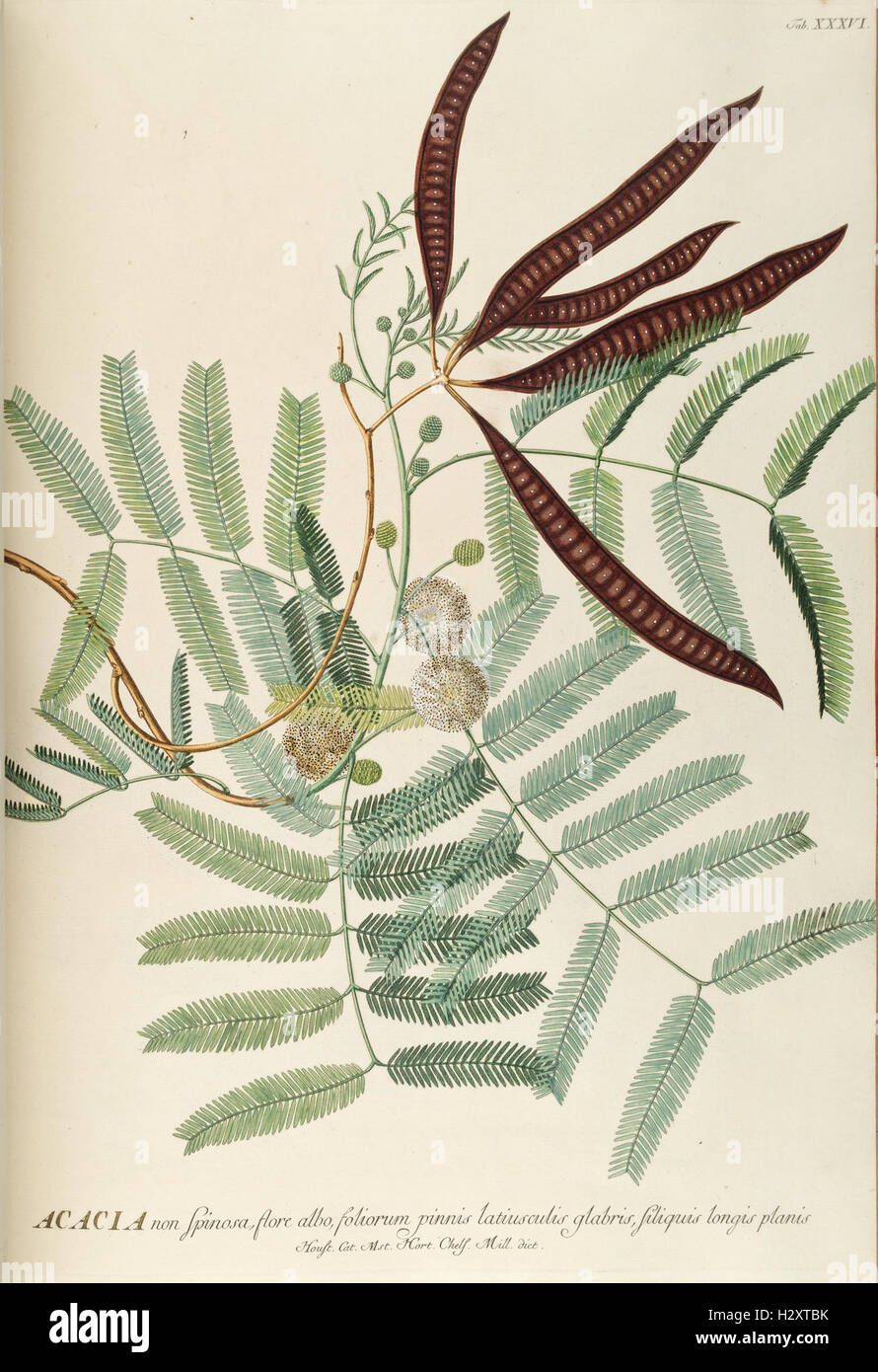 This illustration from 'Plantae Selectae' depicts selected plant ...