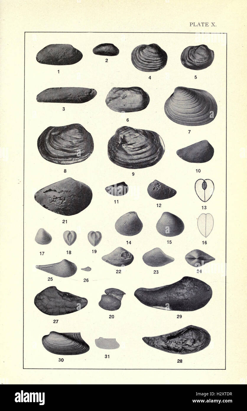 A paleontological study focusing on the fauna from the Pottsville ...