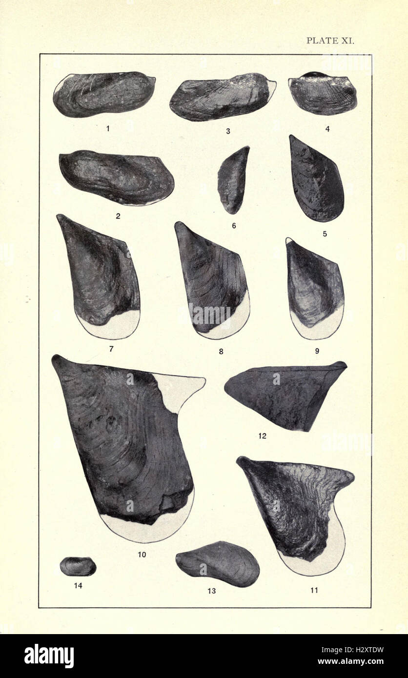 This work details the prehistoric fauna of the Pottsville region in ...