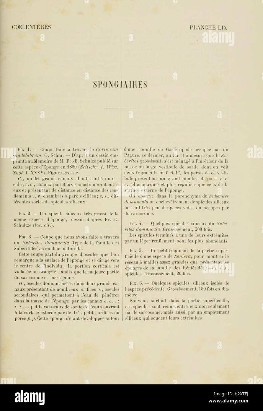 This comparative anatomy atlas focuses on the structure of ...