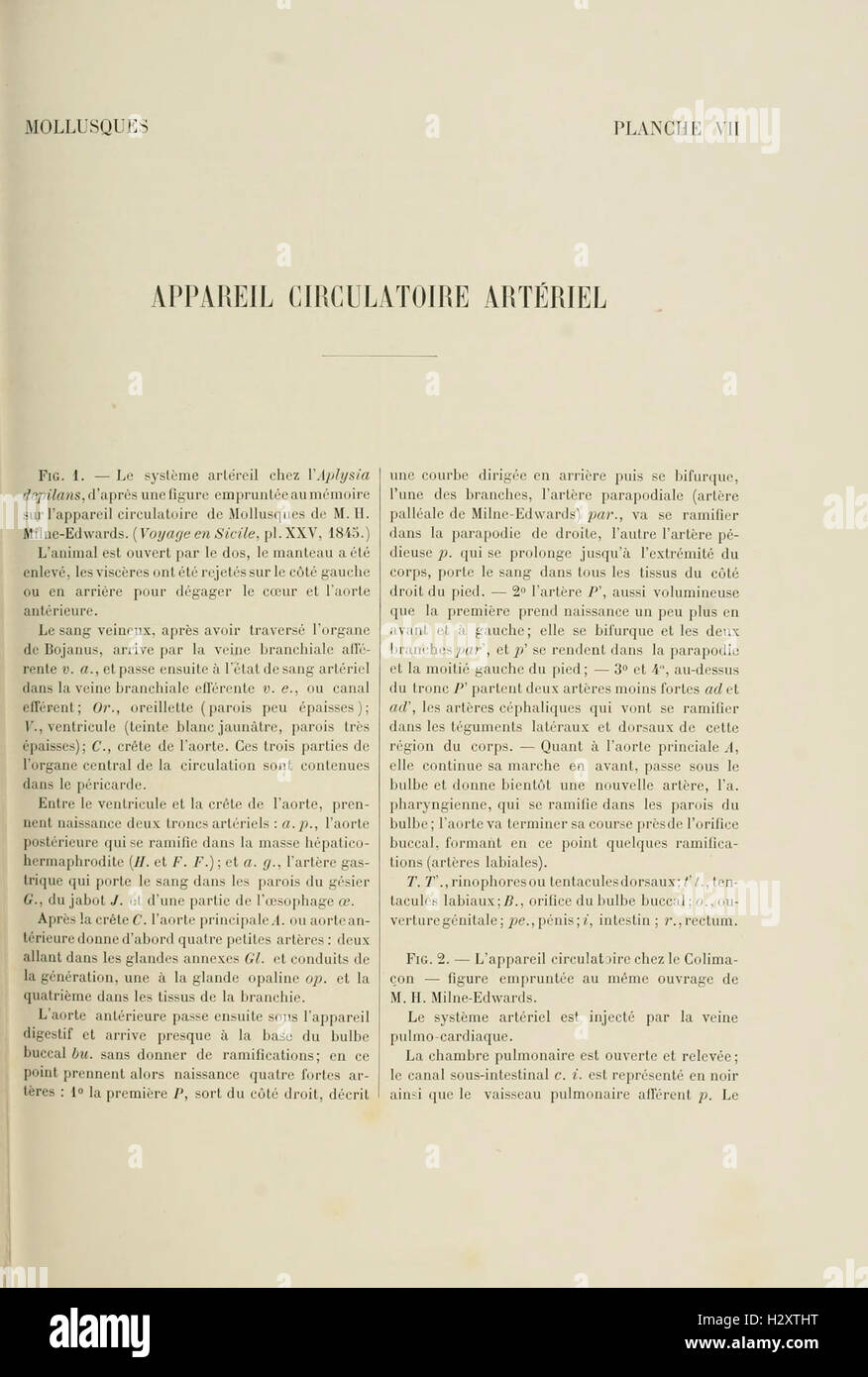 This anatomical atlas provides detailed descriptions of invertebrate ...