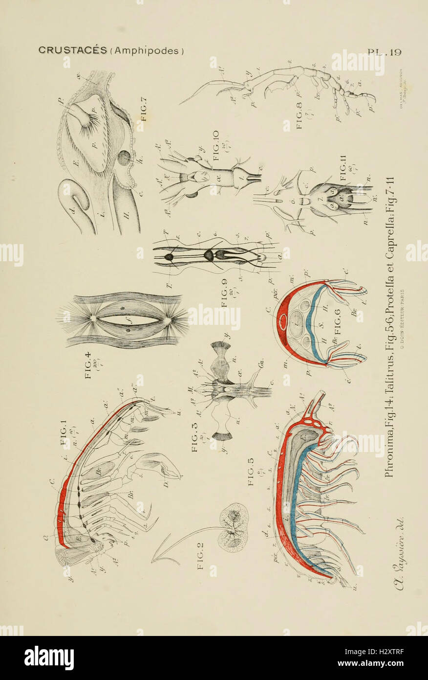 A comparative anatomy atlas illustrating the characteristics of ...