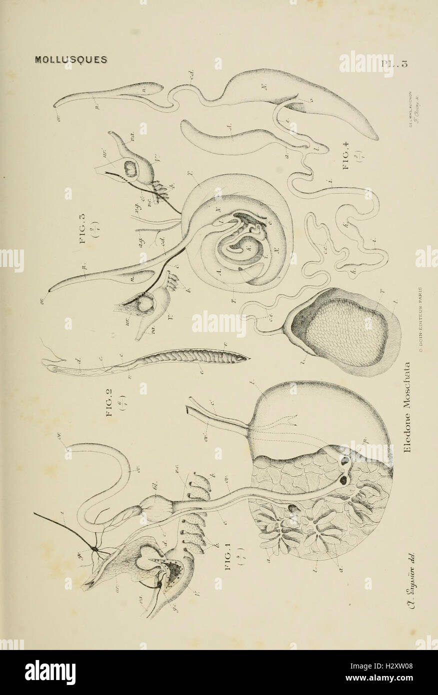 This comparative anatomy atlas offers detailed illustrations of ...