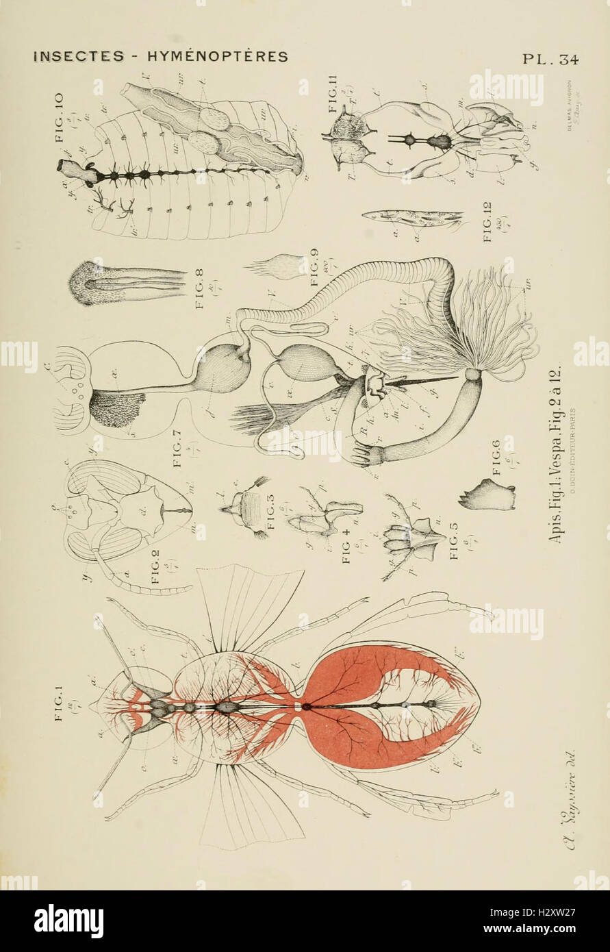 This atlas offers comparative anatomical illustrations of invertebrates ...