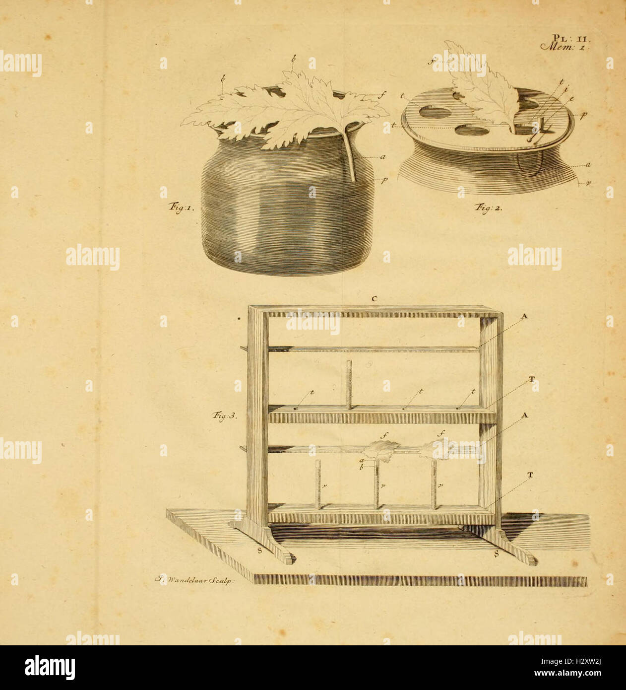 A botanical study exploring the uses of leaves in plants. This work ...